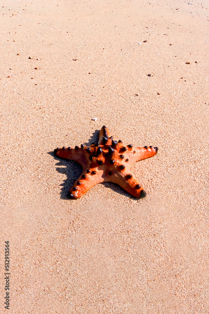 The Philippines, Eastern Samar Province, Starfish on Beach ...