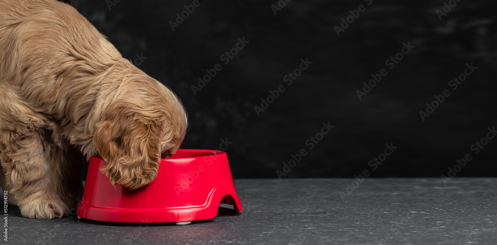 Cocker Spaniel puppy dog eating food from bowl on dark background. Long ...