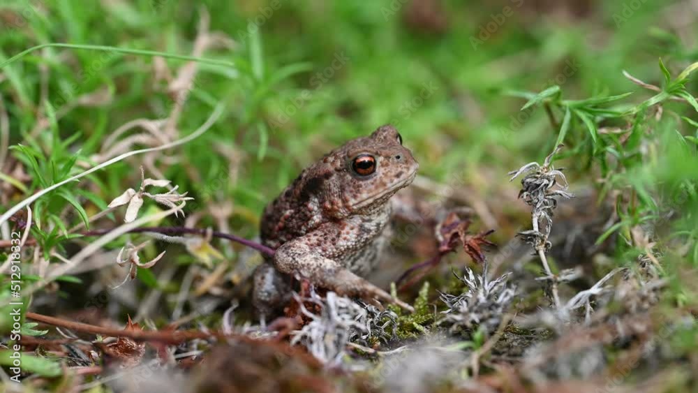 Frog. Toad is a common name for certain frogs, especially of the family ...