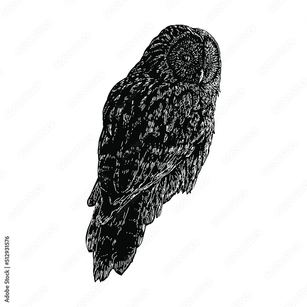 ural owl hand drawing vector illustration isolated on background Stock ...