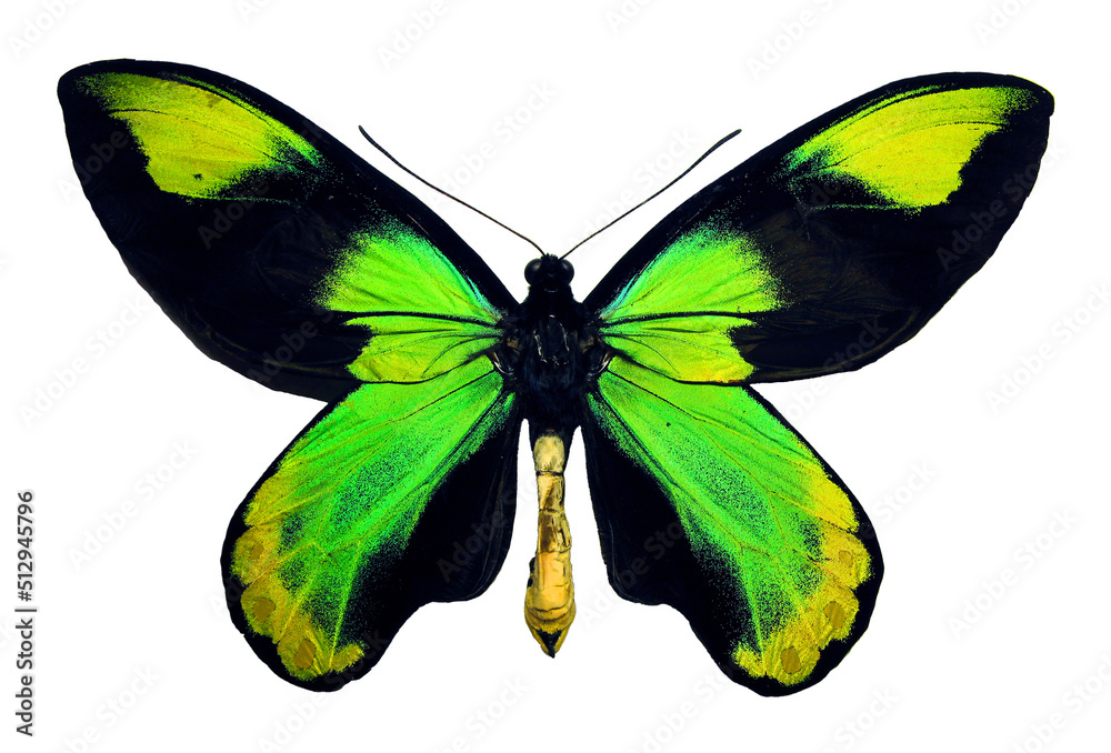 Butterfly isolated on white. Beautiful green yellow black Ornithoptera ...