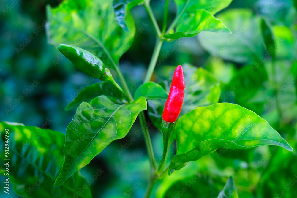 Foto de Fresh organic red and green Chilli Padi (Bird's Eye Chilli ...