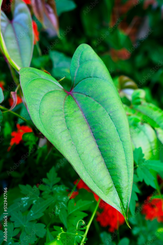 Beautiful Tree Potato leaves. The Name of Dioscorea alata ...