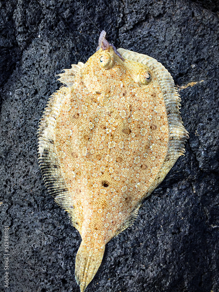 Vertical top view closeup of a flat fish sea flounder on a grey stone ...