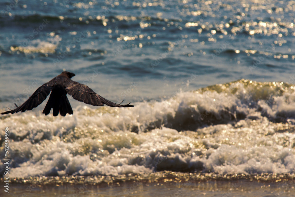 Indian Glossy Black Raven, House crow (Corvus splendens) in cities of ...