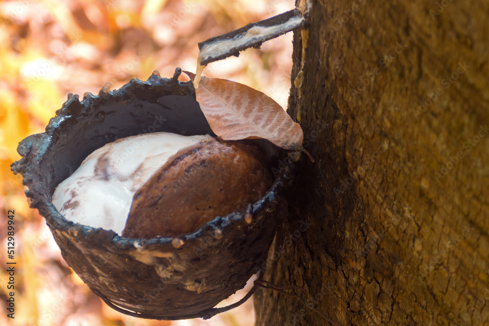 Foto de Rubber crop, caoutchouc tree, tray, a cup for collecting of ...