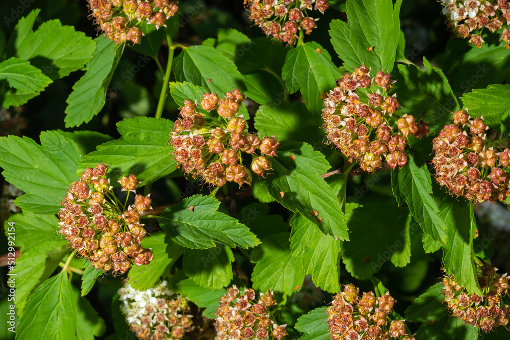 Flowering ninebark shrub close up. Physokarpus capitatus, commonly ...