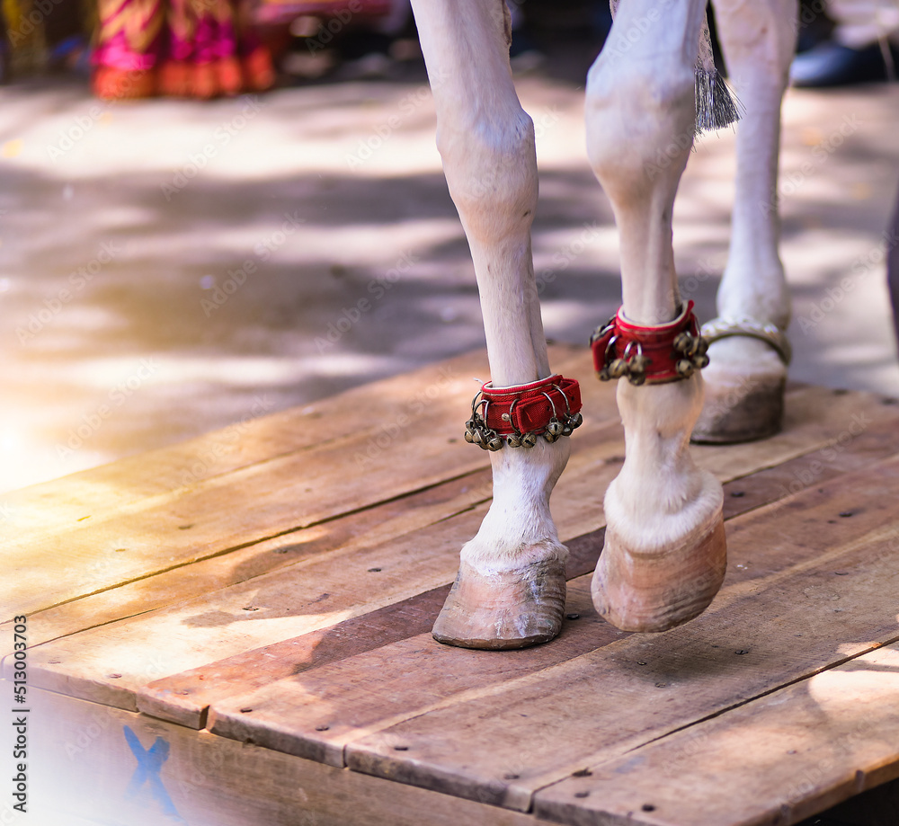 Closeup of white dancing horse's feet with Indian classical ghungroo ...
