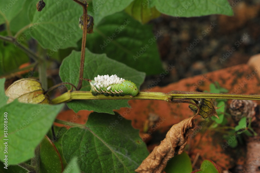 Moth larva filled with wasp cocoons. After hatching, the wasp larvae ...