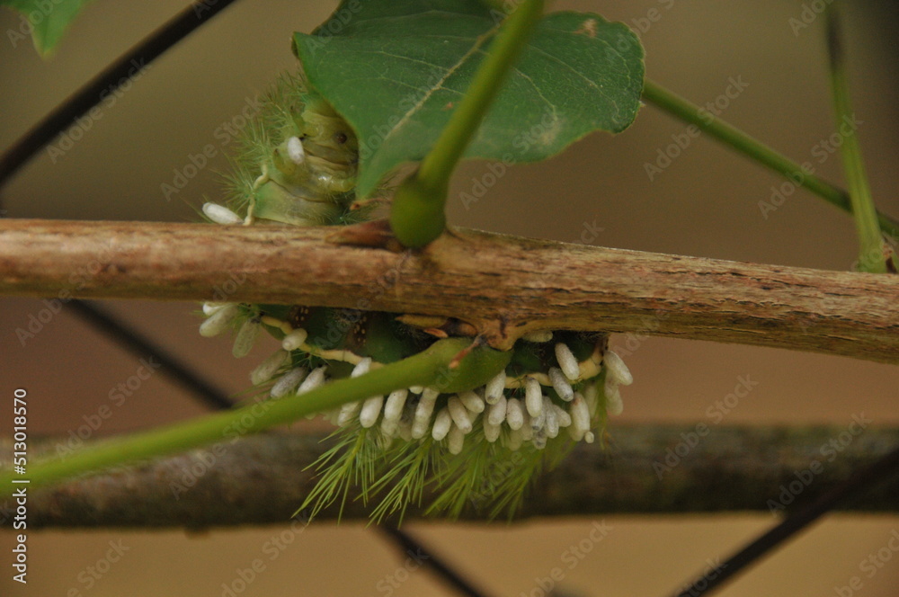 Moth larva filled with wasp cocoons. After hatching, the wasp larvae ...