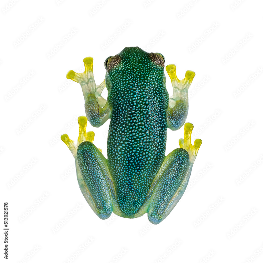 Top view glass Frog aka Cochranella granulosa, showing see through ...