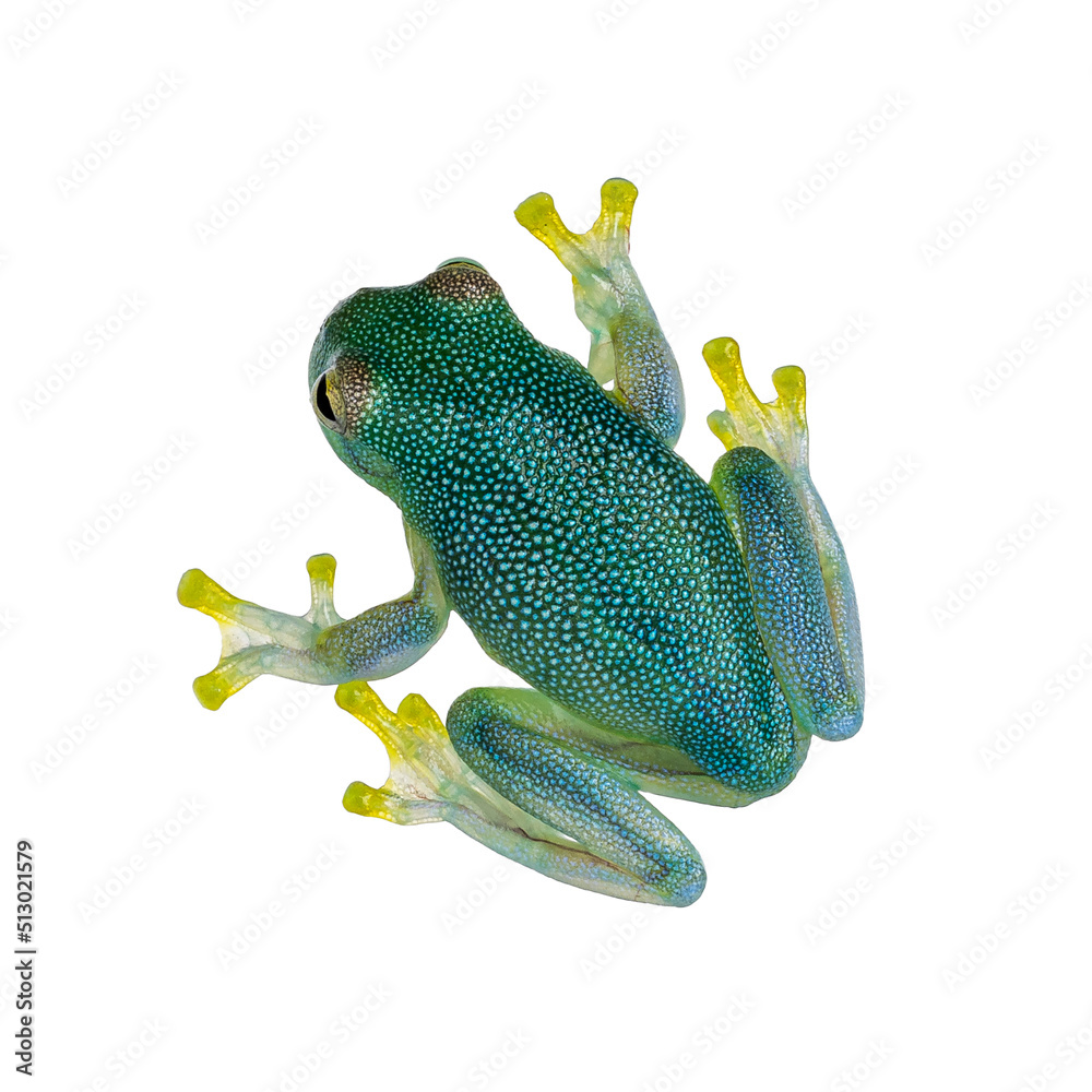 Top view glass Frog aka Cochranella granulosa, showing see through ...