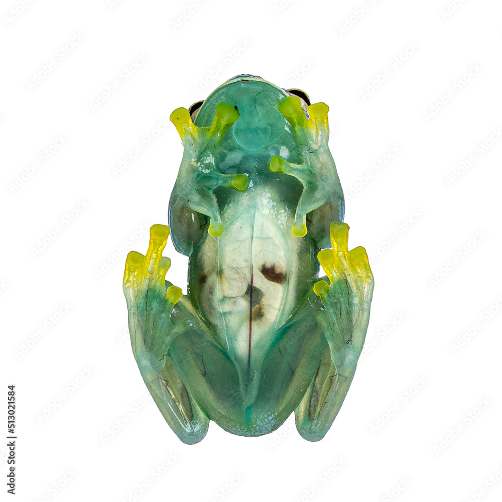 Belly view of glass Frog aka Cochranella granulosa, showing see through ...