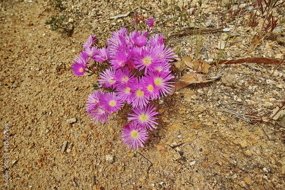 Closeup of indigenous Fynbos flowers growing in Table Mountain National ...