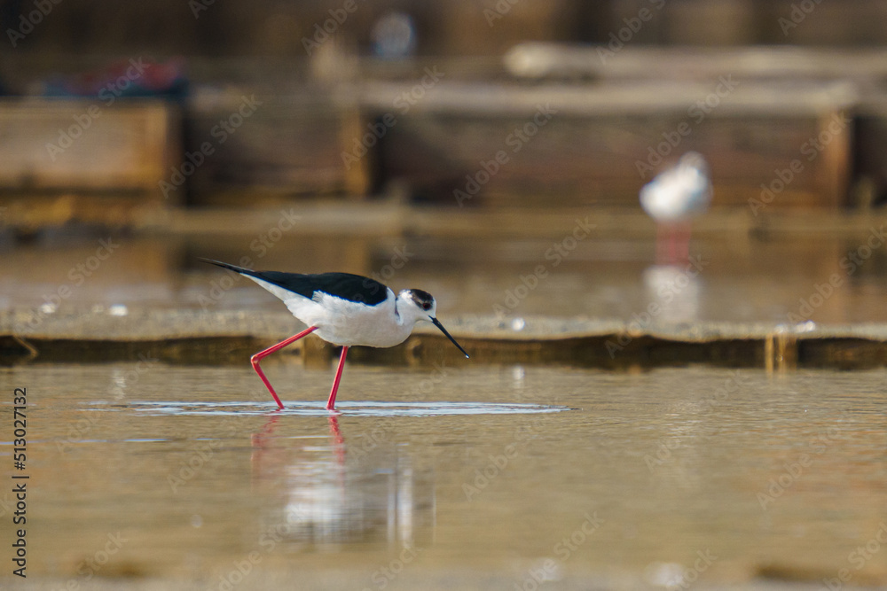 Beautiful black and white stilt walker bird drinking from a river on ...