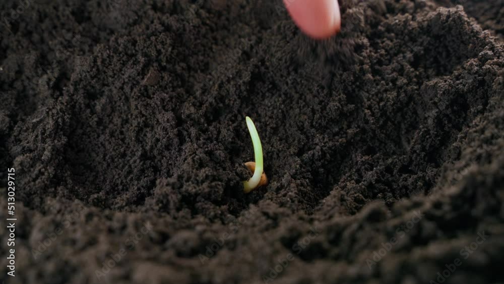 Close-up hand clamps a germinated corn grain into the soil and ...