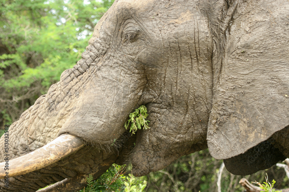 Elephant eating leaves, Kruger National Park, South Africa Stock Photo ...