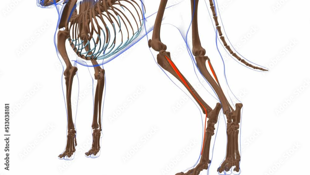 Extensor Digitorum Lateralis B muscle Dog muscle Anatomy For Medical ...