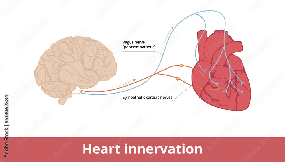 Heart Innervation Basic Scheme Of Heart Contraction And Heart Rate