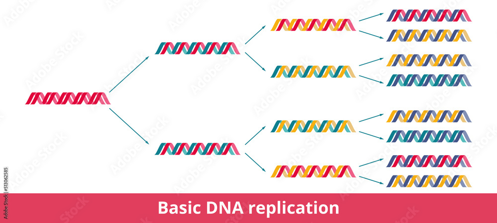 Vetor de Basic DNA replication. Visualization of semiconservative DNA ...