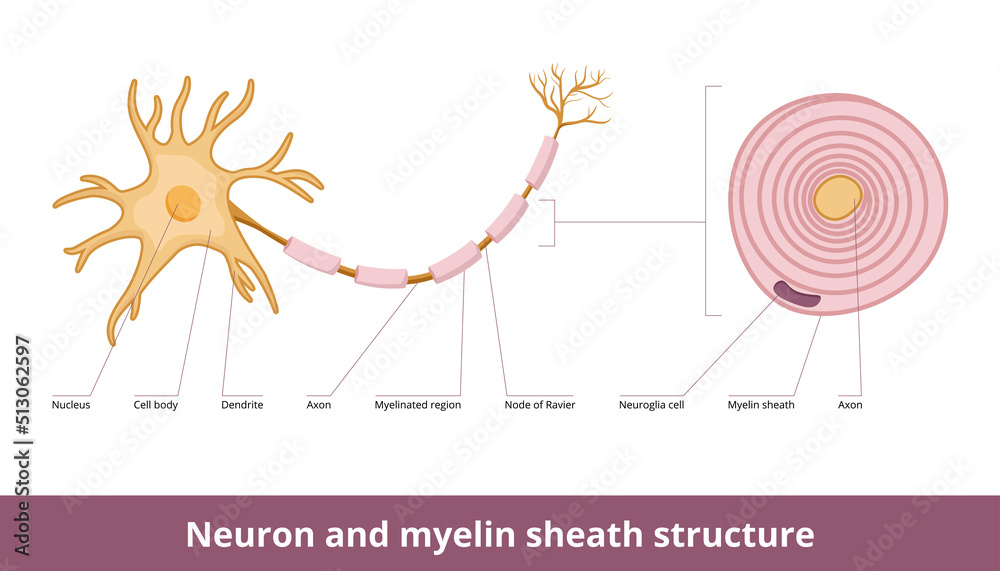 Neuron And Myelin Sheath Structure Visualization Of Neuron Cell And Myelin Sheath Structure