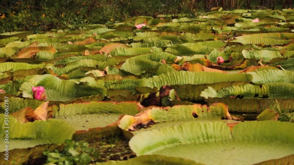 Aquatic plants. View of Victoria cruziana, also known as Irupé, giant ...