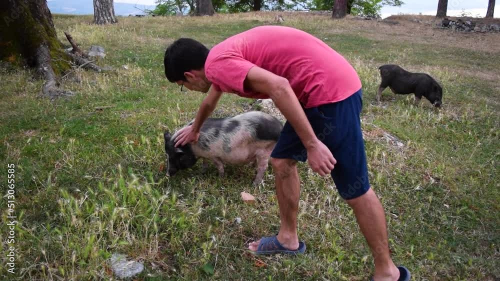 Young guy with pleasure strokes a dwarf Vietnamese pot-bellied black ...