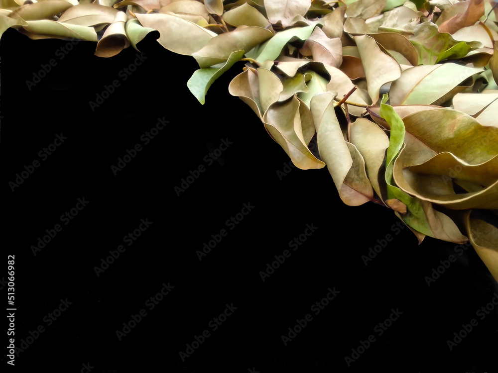 pile of old and wrinkled java plum leaves isolated on black background ...