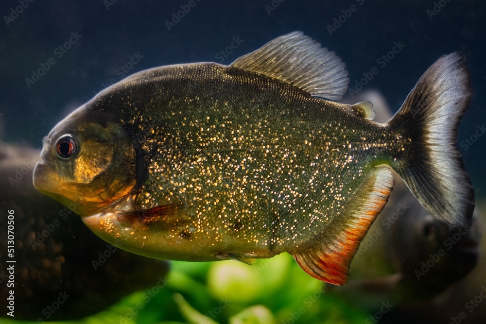 red-bellied piranha adult, dangerous wild ornamental fish species with ...