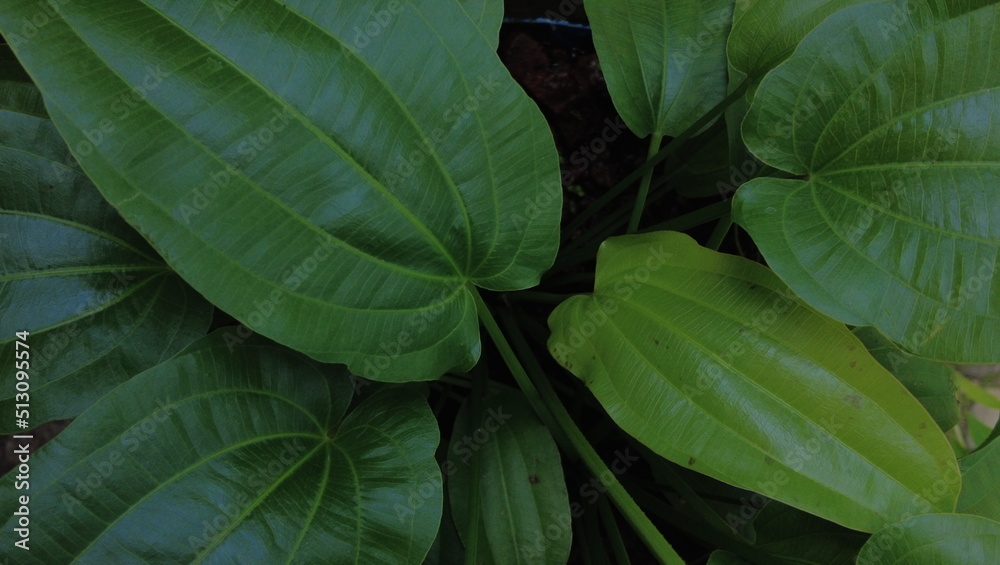Echinodorus cordifolius, the spade-leaf sword or creeping burhead ...