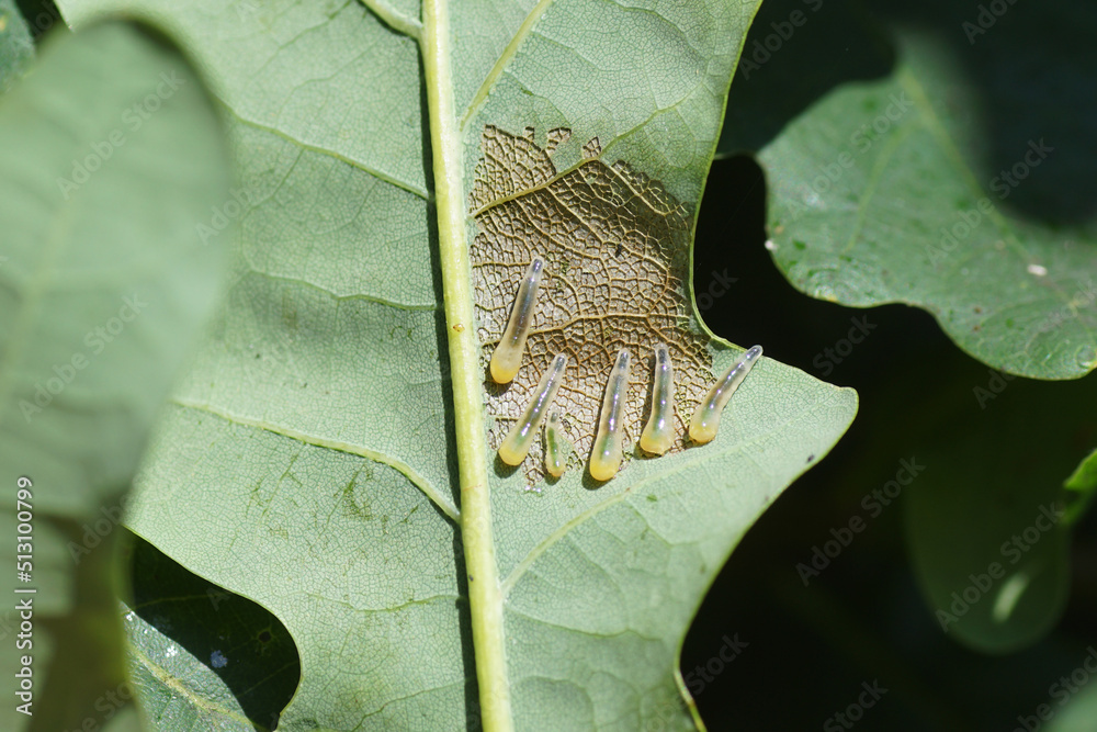 Larvae, slugworms of the sawfly Caliroa varipes feeding on the ...
