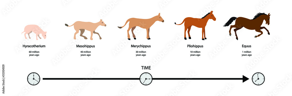 Stockvector illustration of biology and animal evolution, Evolution of ...