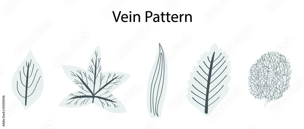 illustration of Biology and plant kingdom, vein patterns in leaves, The ...