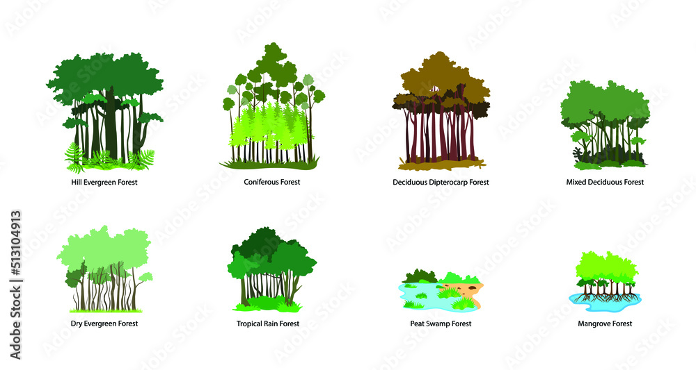 Vetor de illustration of biology and plant kingdom, Characteristics of ...