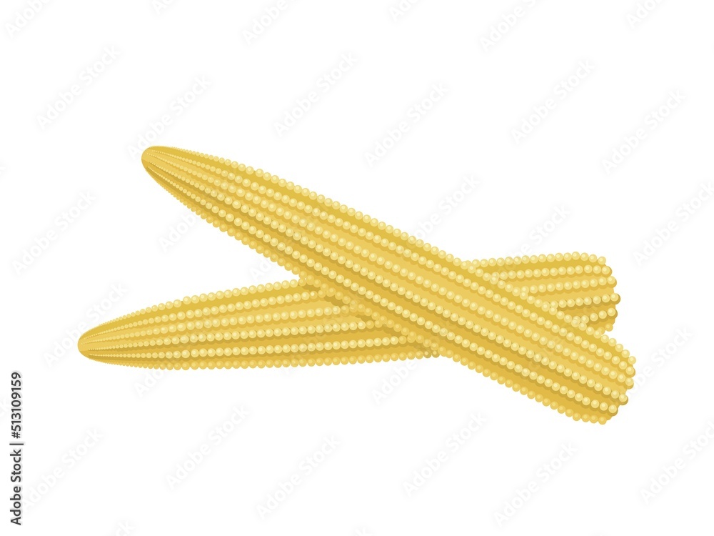 Vector illustration, baby corn isolated on white background, realistic ...