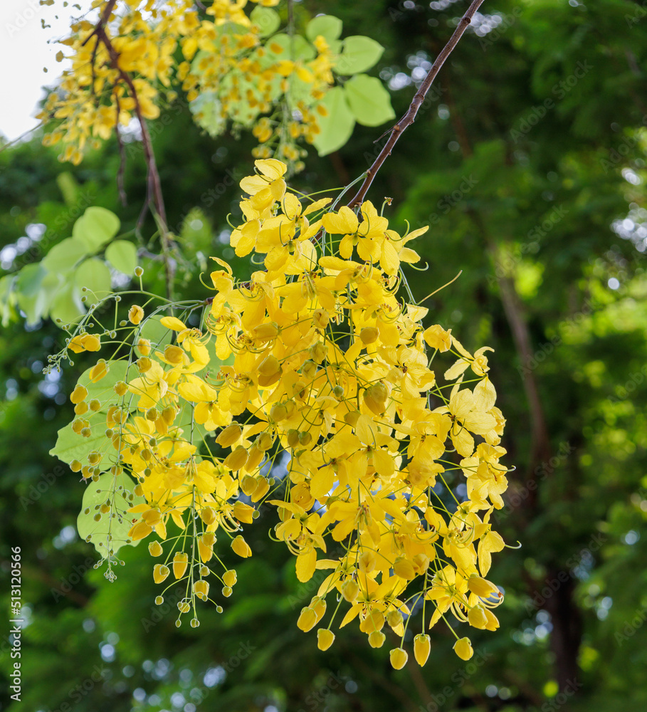 Golden Flower or Cassia Fistula, national flower of Thailand bloom in ...