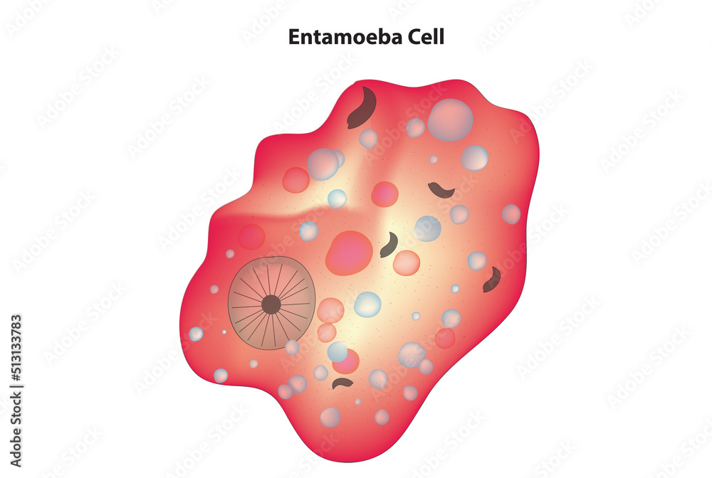 Entamoeba cell Stock Vector | Adobe Stock