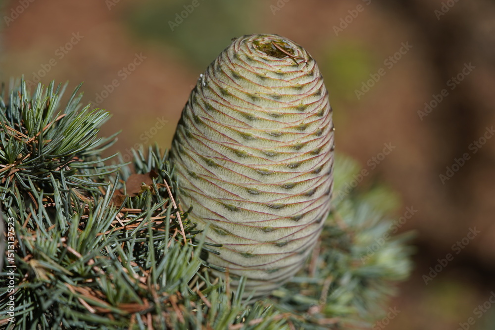 Cedrus libani, the cedar of Lebanon or Lebanese cedar is a species of ...