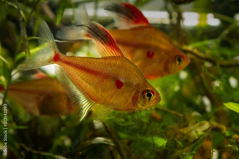 juvenile bleeding heart tetra in neon glowing colors, aggressive Rio ...