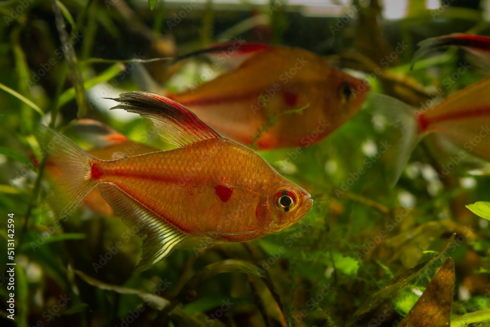 juvenile bleeding heart tetra, red spot side, Rio Negro endemic characin fish in blackwater ...