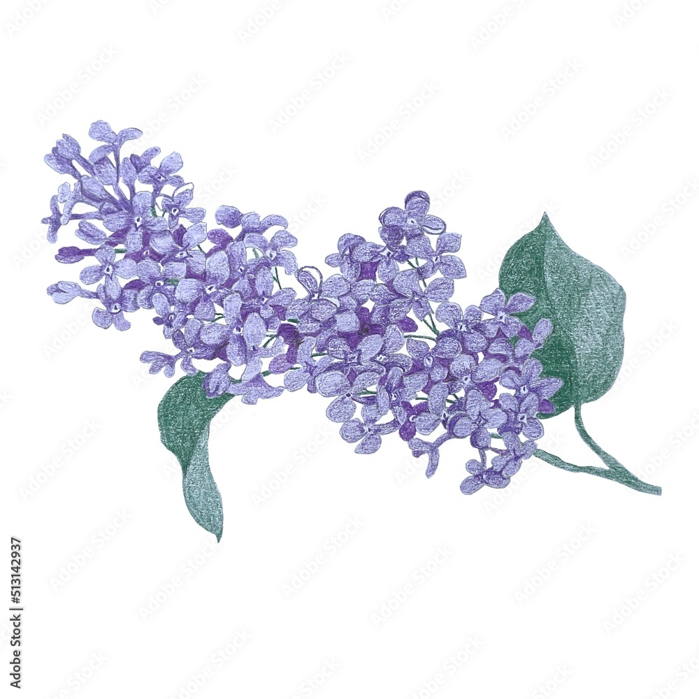 Lilac flowers branch pencil drawing isolated on white background ...