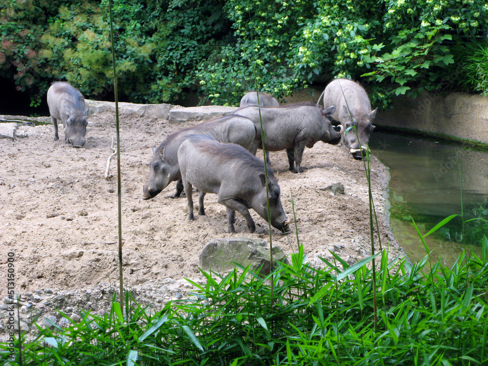 African wild pigs Phacochoerus on the shore of a reservoir on the sand ...