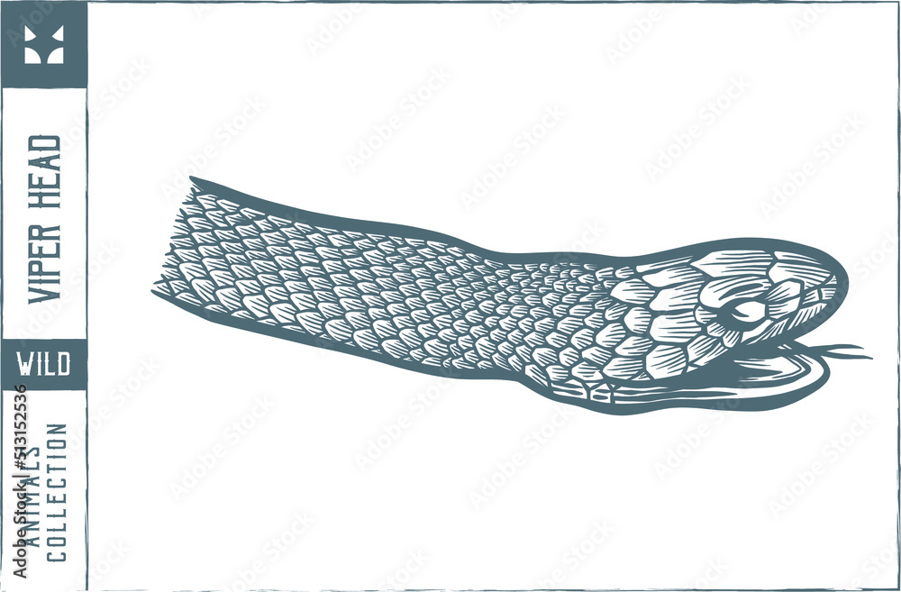 Viper head Vector illustration - Hand drawn - Out line Stock Vector ...