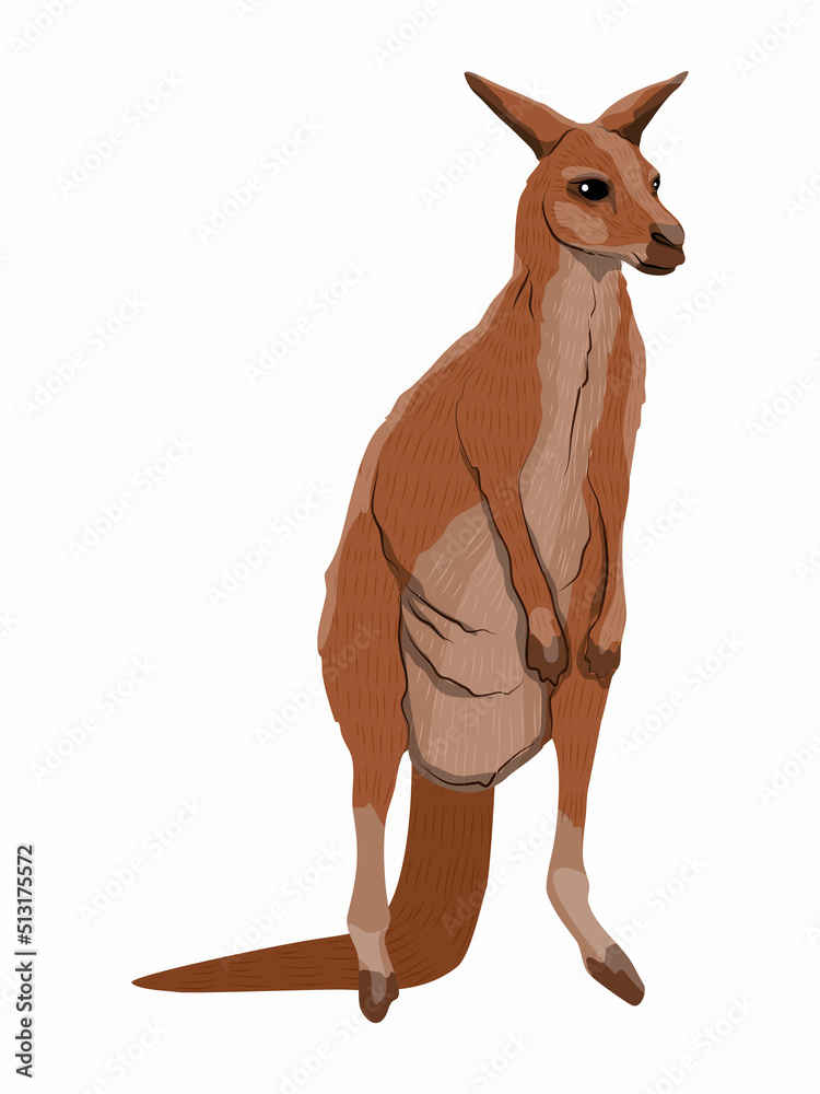 Australian big red kangaroo female. Realistic vector animal Stock ...