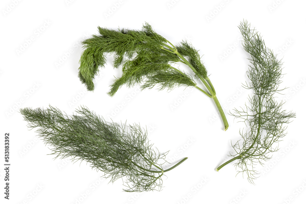 Finocchietto selvatico - Foeniculum vulgare - Fennel Branches, Macro ...