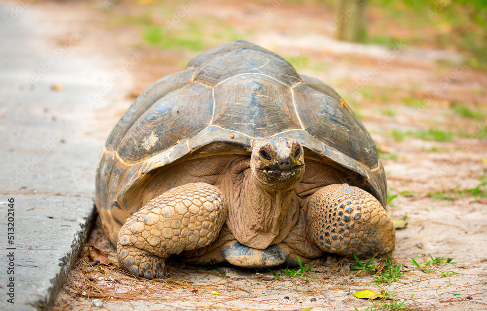 Gigantic Turtles in Seychelles, Rare Endemic Species, Giant Turtle ...
