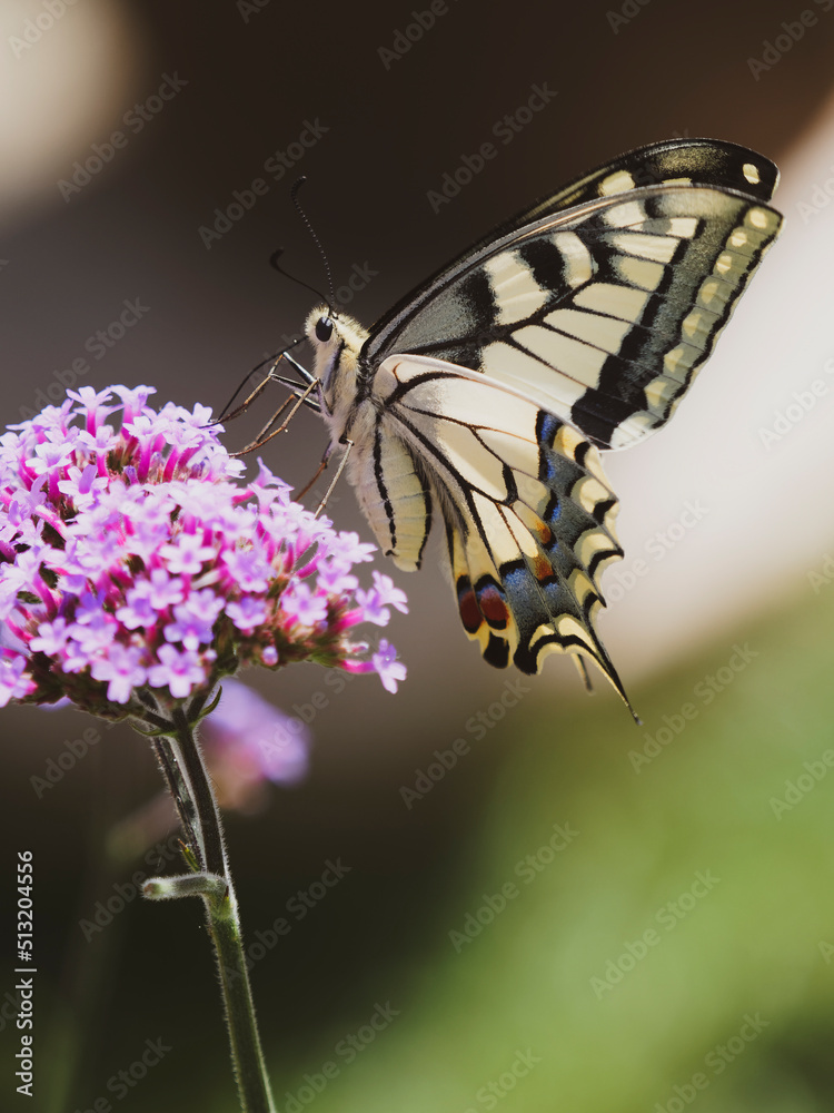 (Papilio machaon) Old World swallowtail or common yellow swallowtail ...
