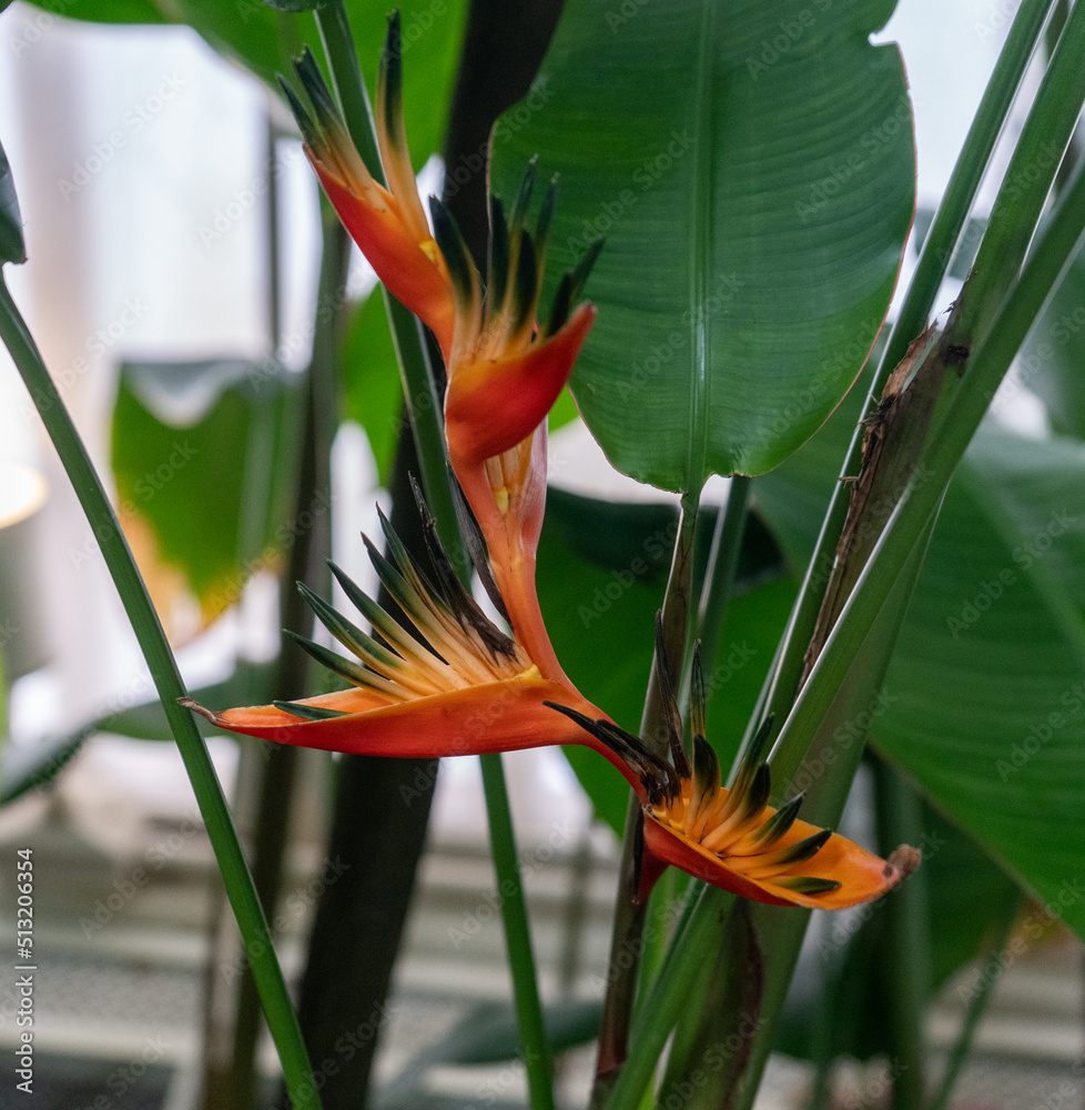 Flowers of a Heliconia bihai also called macawflower, balisier amd red ...