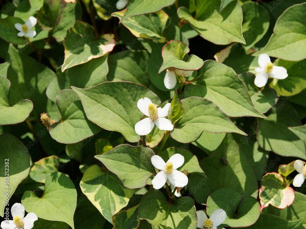 Foto de Houttuynia cordata 'Chameleon' - Coriandre des bois ou Poivre ...