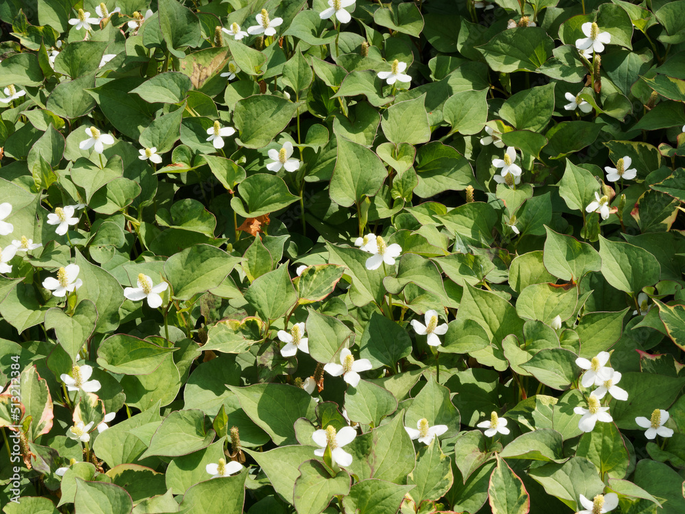 (Houttuynia cordata) Poivre de Chine ou Herbe à poivre variété cameleon ...